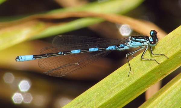 Taiga Bluet | Arizona Dragonflies